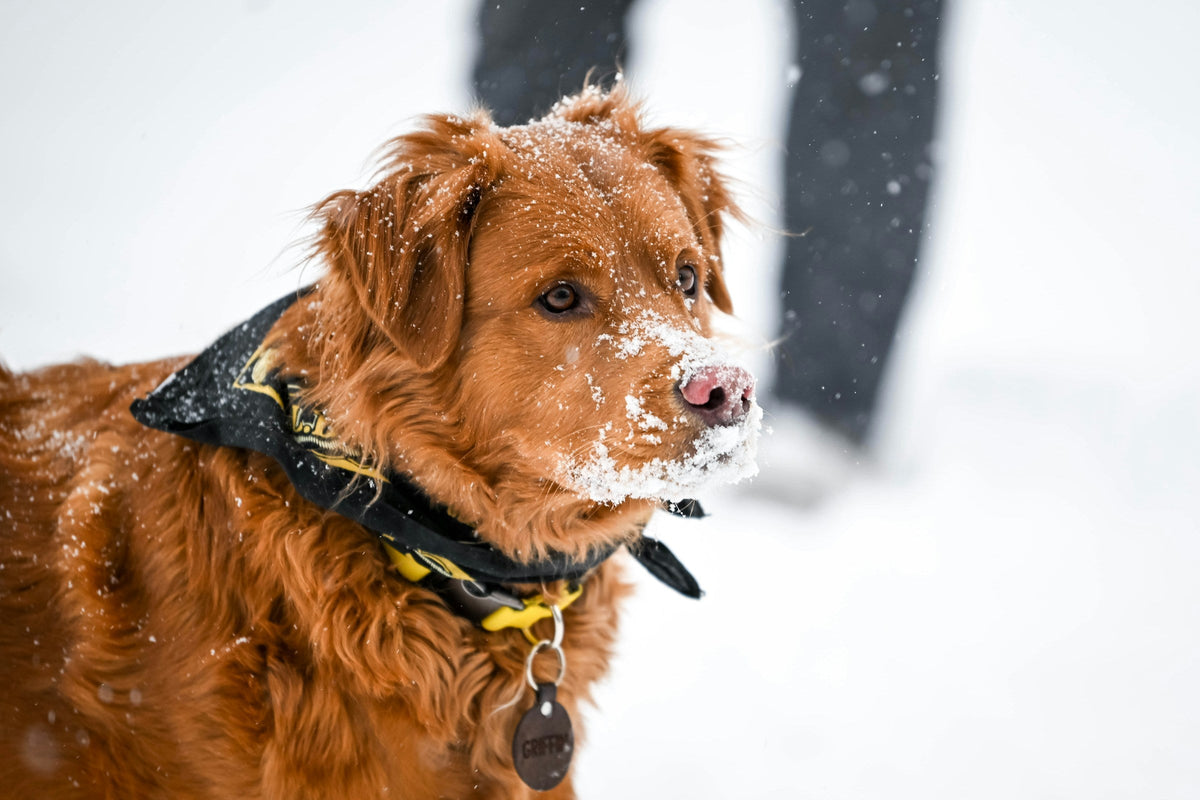 Promener son chien quand il neige : conseils essentiels – Breedna